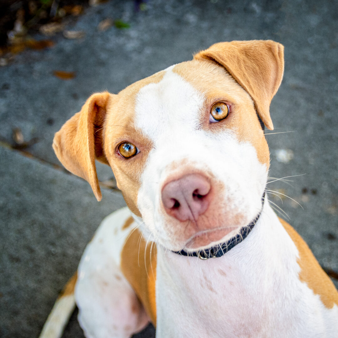 The Pit Project - Pet Pal Animal Shelter