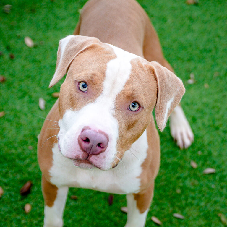 The Pit Project - Pet Pal Animal Shelter