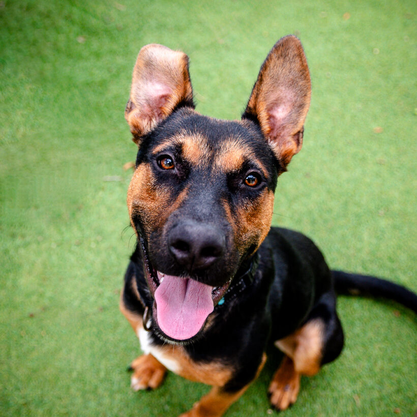 The Pit Project - Pet Pal Animal Shelter