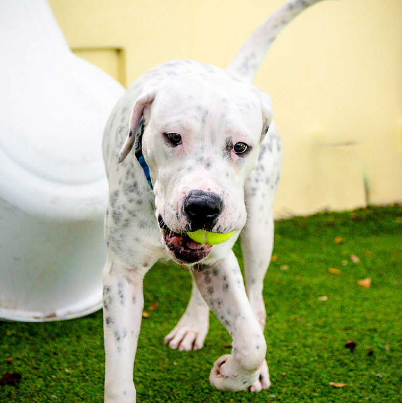 The Pit Project - Pet Pal Animal Shelter