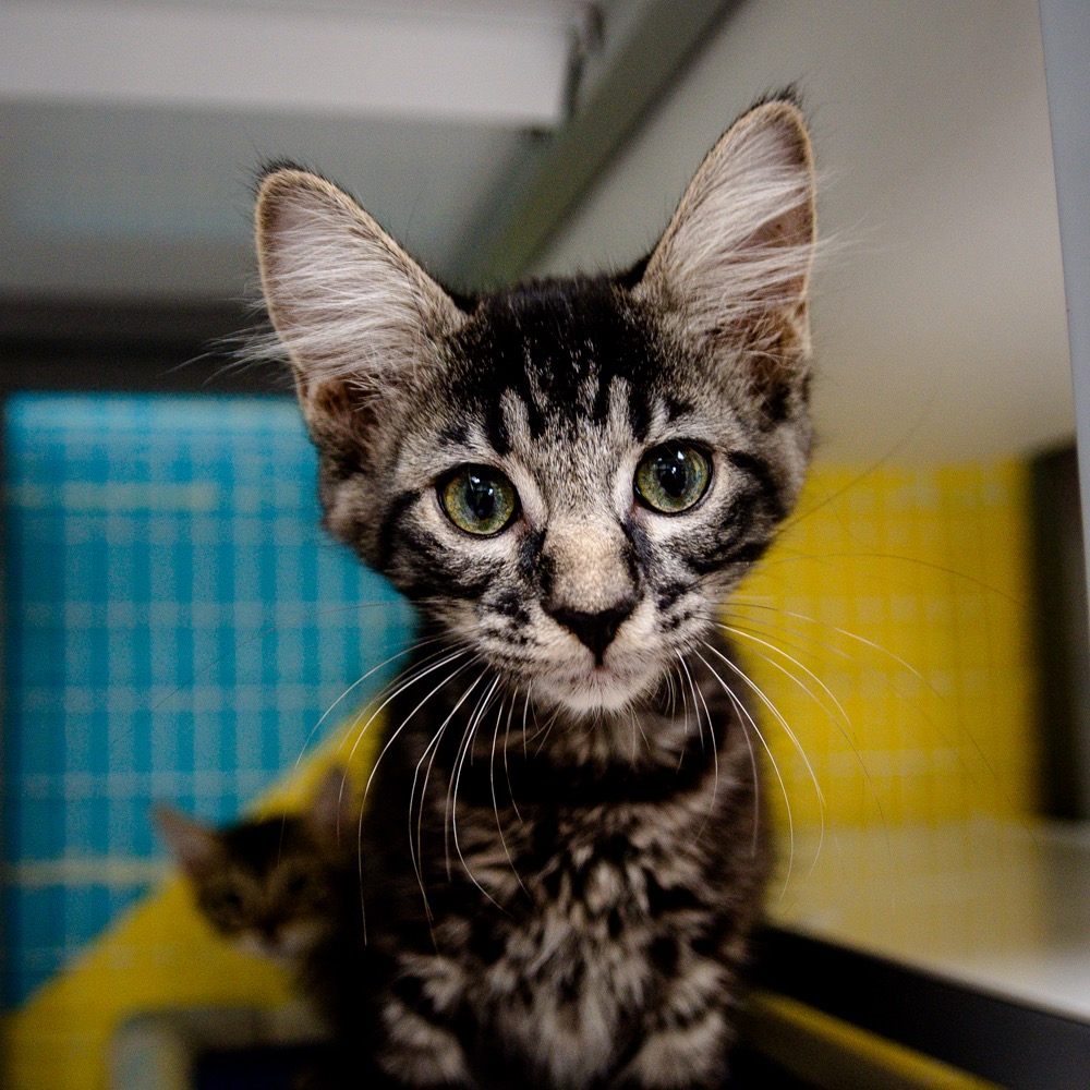 ADOPTION – Pet Pal Animal Shelter